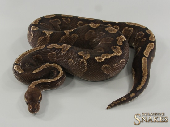 Copper GHI Het Clown Ball Python by Xclusive Snakes