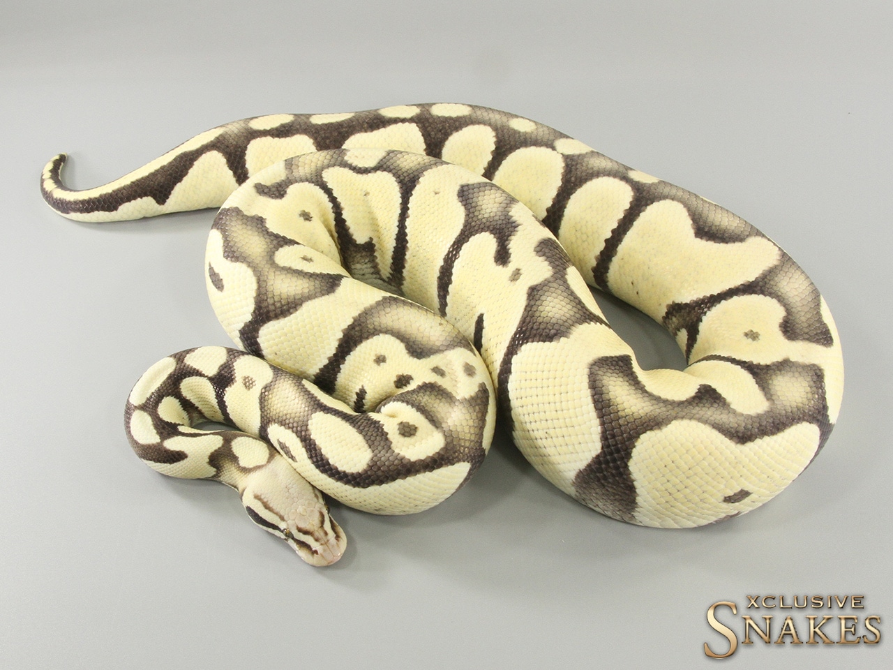 Pastel Desert Ghost Ball Python by Xclusive Snakes - MorphMarket