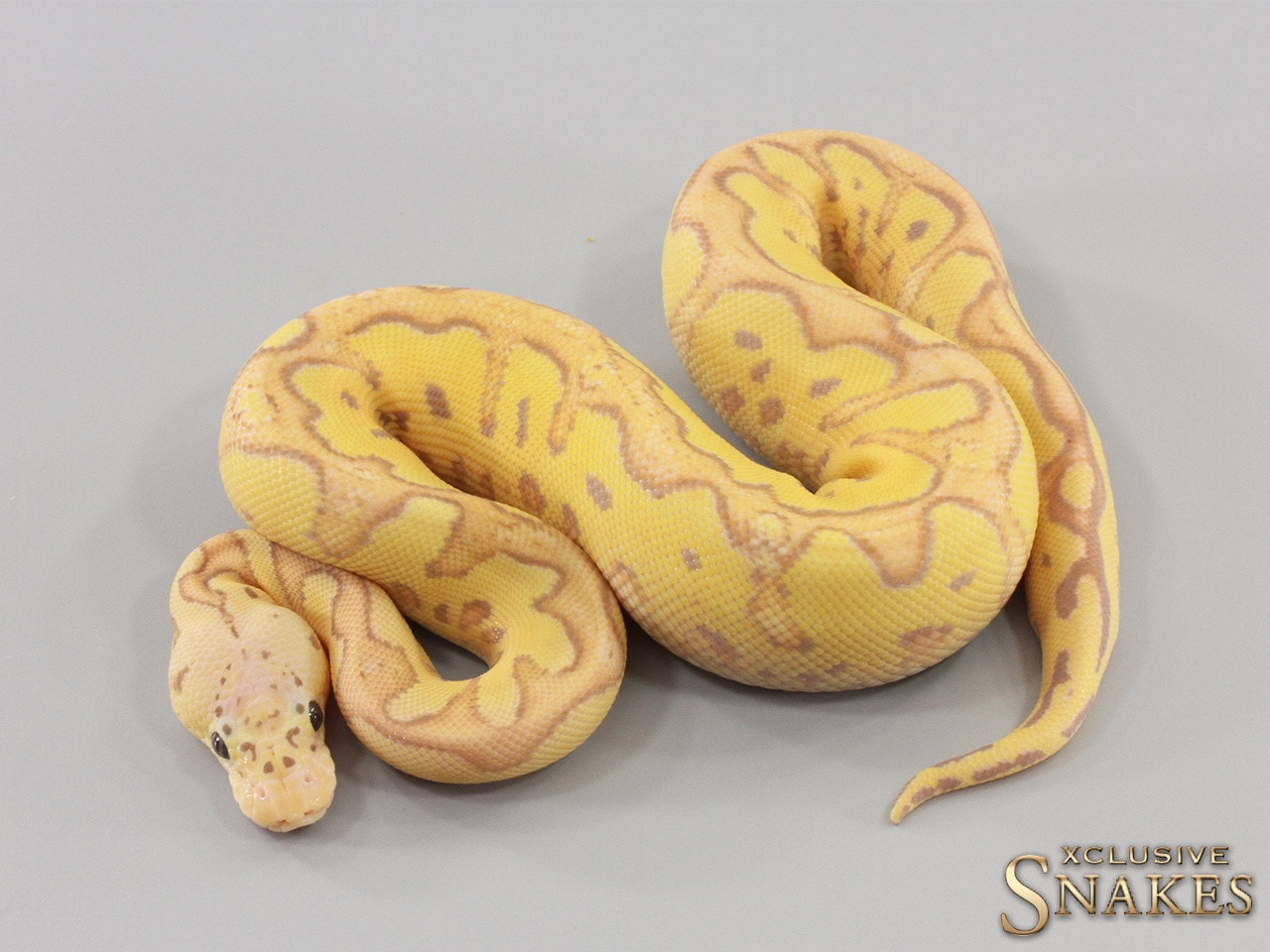 Pastel Coral Glow Pos Red Stripe Clown Ball Python by Xclusive Snakes ...