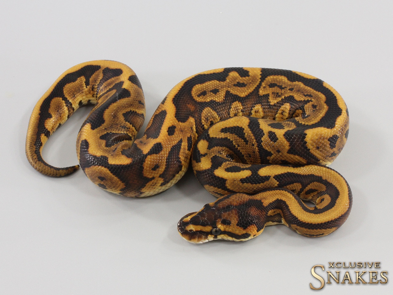 Leopard Red Stripe Special Het Clown Ball Python by Xclusive Snakes ...
