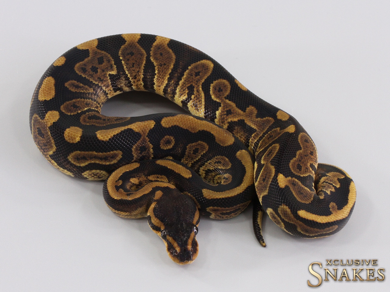 Wookie Het Piebald Pos Het Clown Ball Python by Xclusive Snakes ...