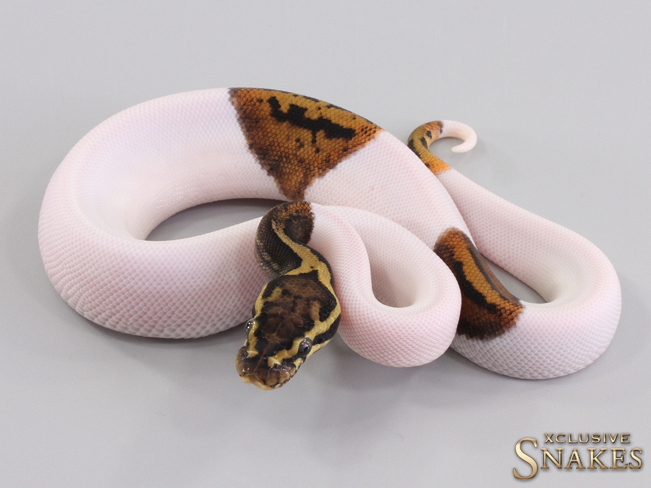 Confusion Piebald Ball Python by Xclusive Snakes - MorphMarket