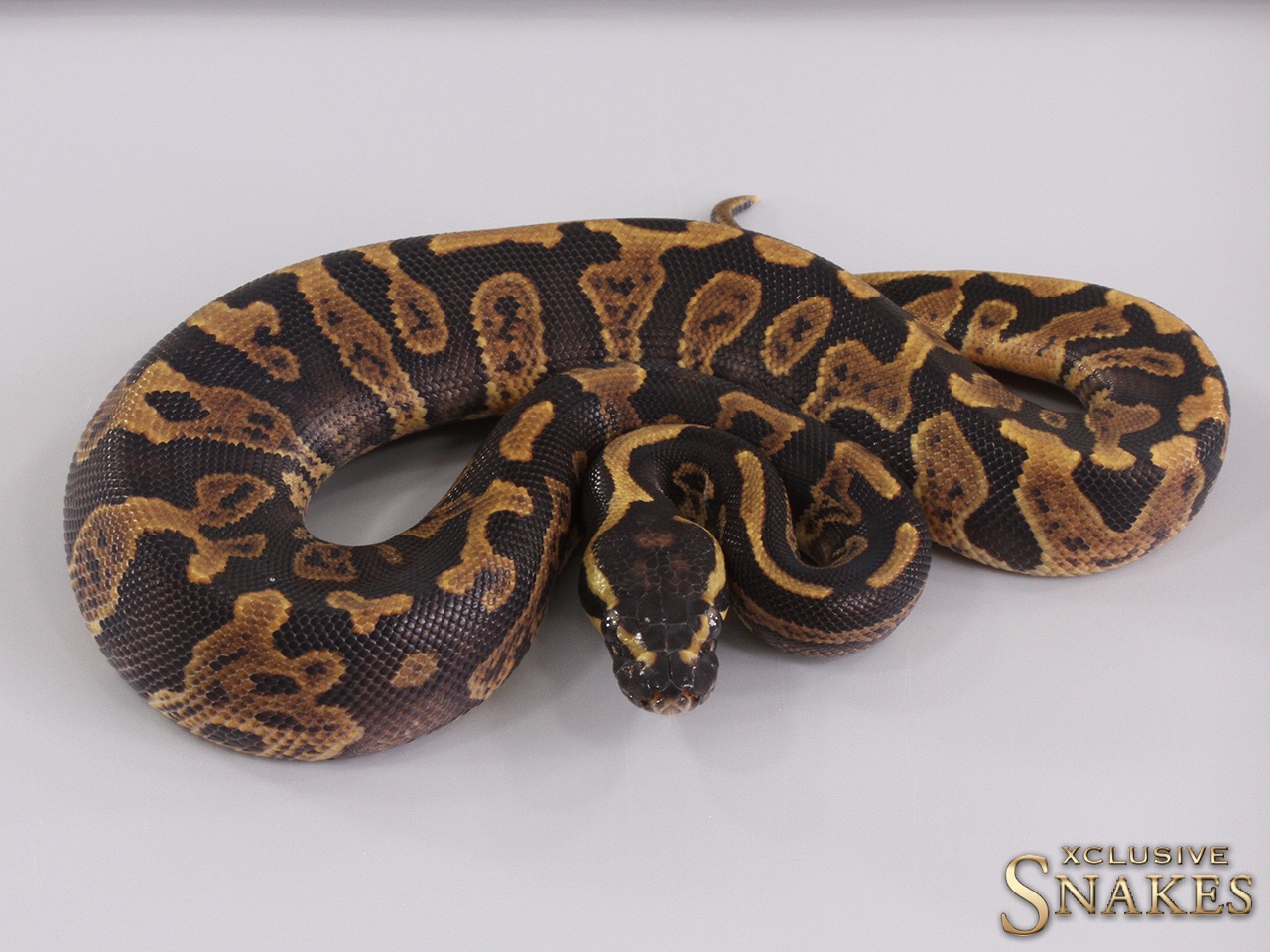 Confusion Het Piebald Ball Python by Xclusive Snakes - MorphMarket