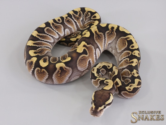 Chocolate GHI Special Het Clown Ball Python by Xclusive Snakes