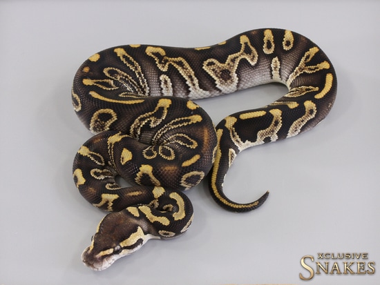 Chocolate GHI Leopard Het Clown Ball Python by Xclusive Snakes