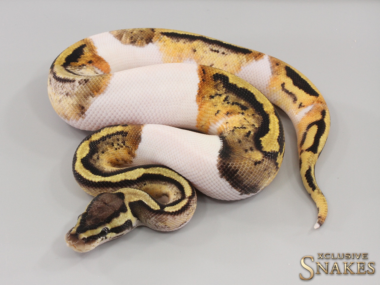Pastel Piebald 50% Het Axanthic Ball Python by Xclusive Snakes ...