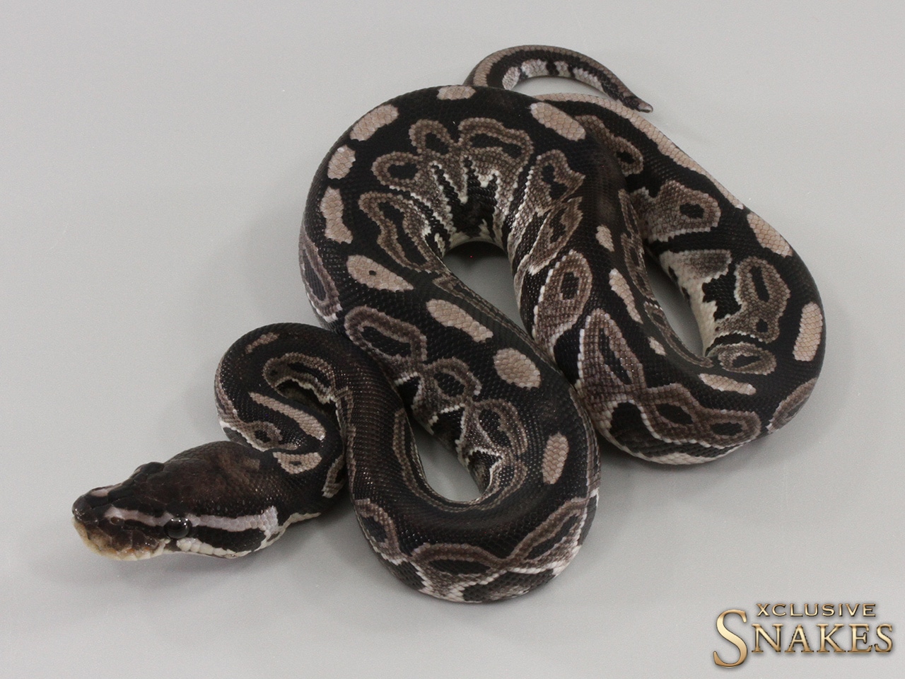 HRA Black Axanthic Ball Python by Xclusive Snakes - MorphMarket