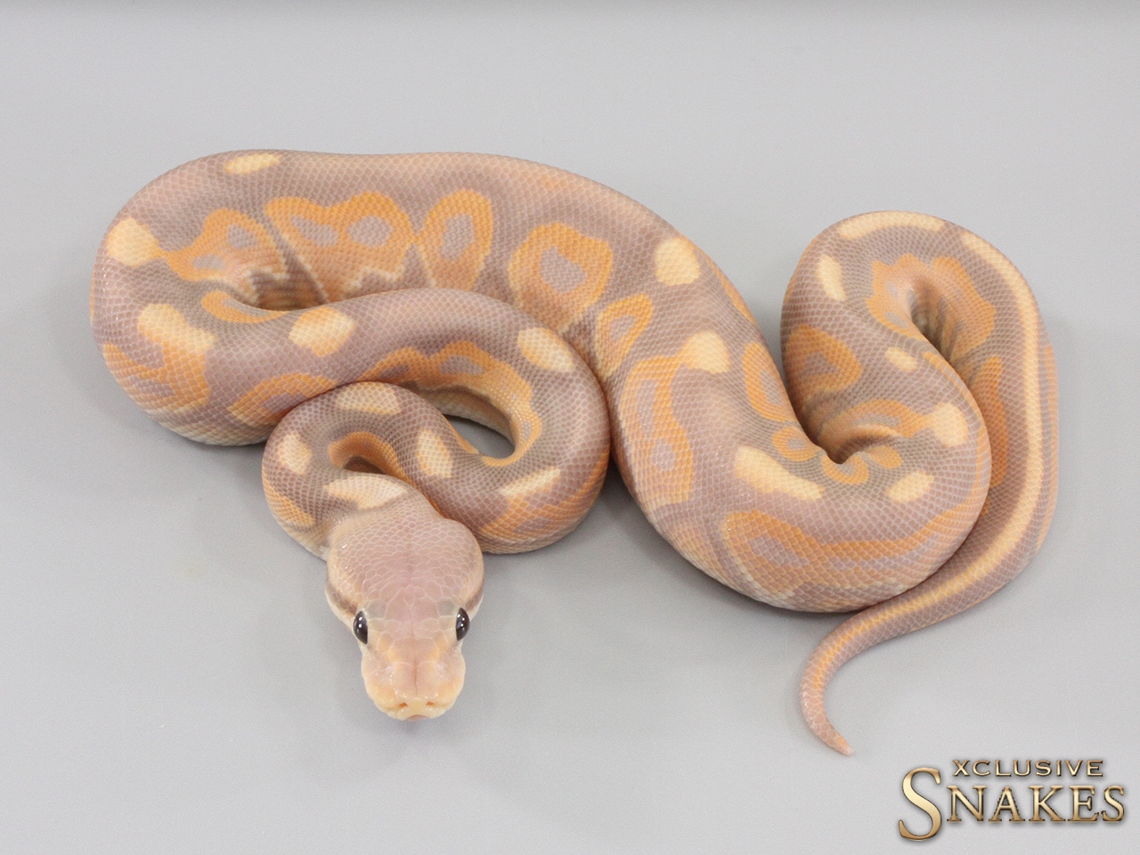 Black Pastel Banana Desert Ghost Ball Python by Xclusive Snakes ...
