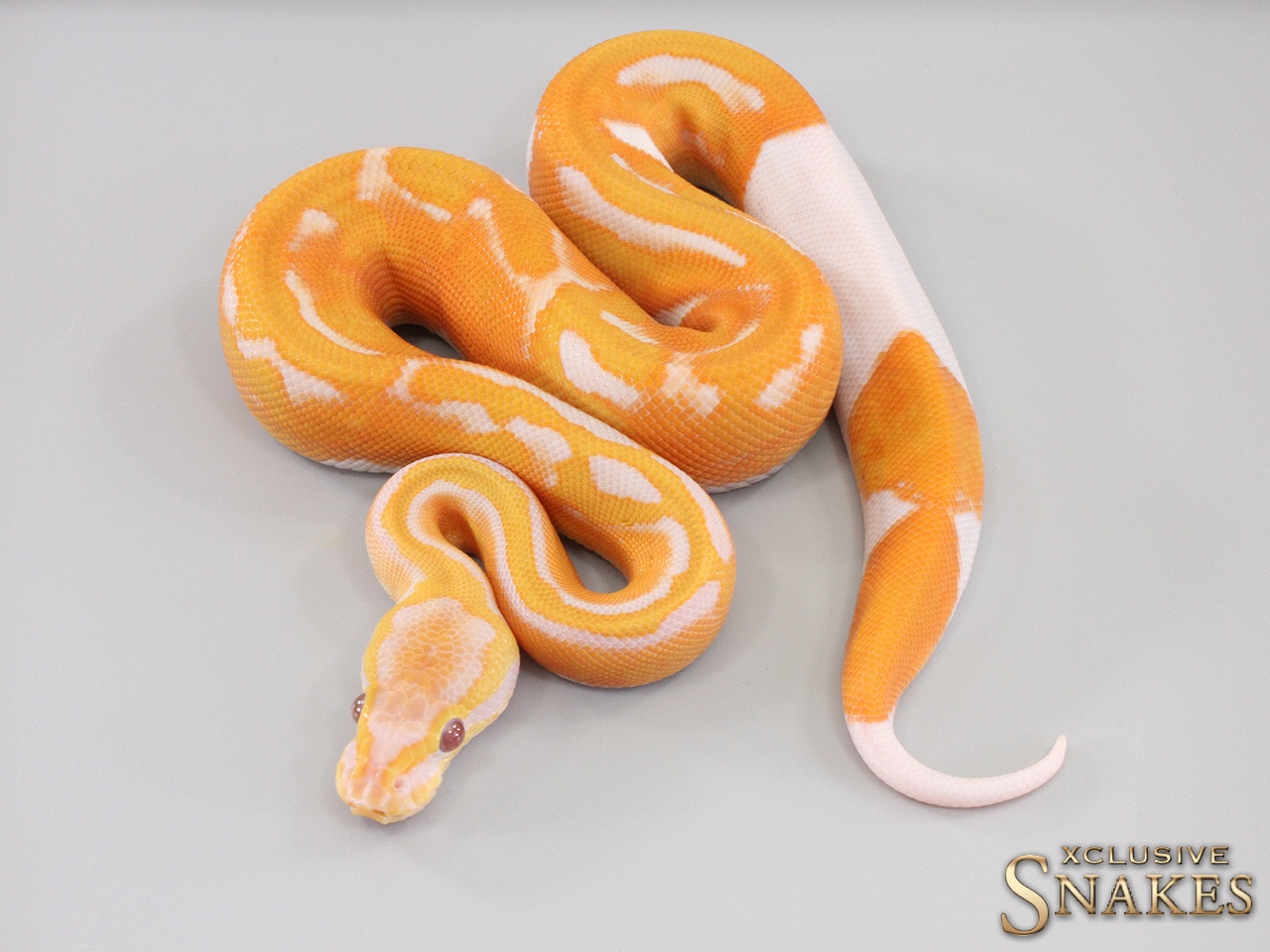 Black Head Dreamsicle Ball Python by Xclusive Snakes - MorphMarket