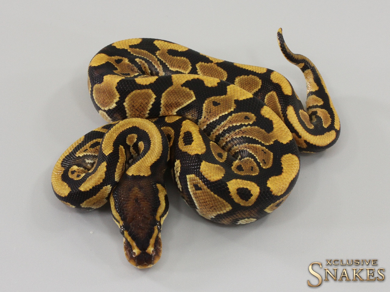 Gravel Double Het ReCo Clown Ball Python by Xclusive Snakes - MorphMarket