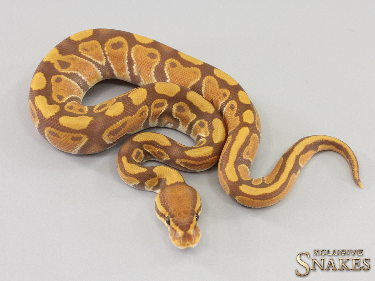 Ultramel Het Clown Ball Python by Xclusive Snakes - MorphMarket