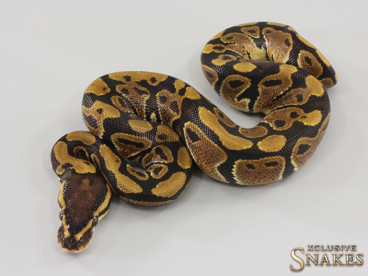 Double Het Ultramel Clown Ball Python by Xclusive Snakes - MorphMarket