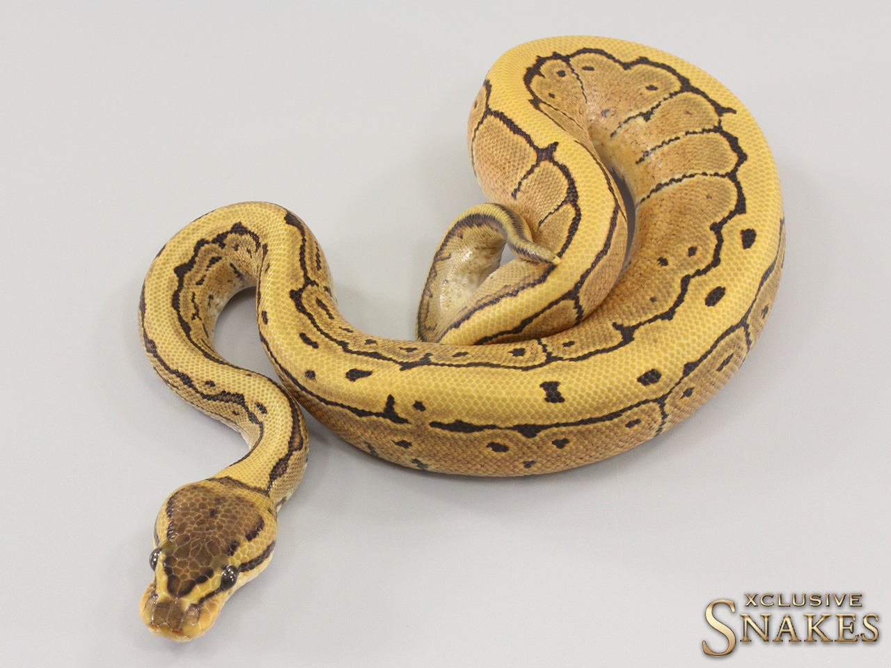 Pinstripe Desert Ghost Het Piebald Ball Python by Xclusive Snakes ...