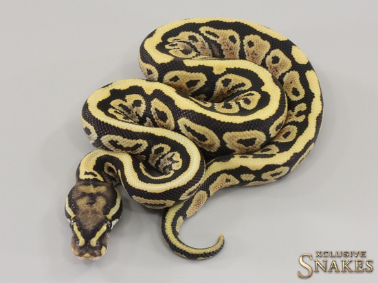 Spotnose Trick Desert Ghost Ball Python by Xclusive Snakes