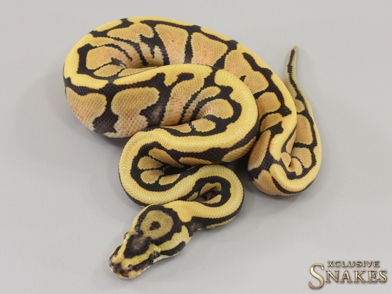 Enchi Spotnose Desert Ghost Ball Python by Xclusive Snakes