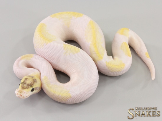 Ivory Enchi Confusion Pos Copper Piebald Ball Python by Xclusive Snakes