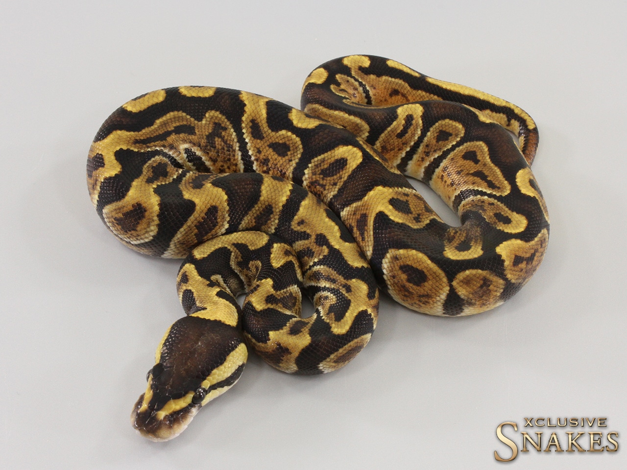Shatter Enchi GHI Het Desert Ghost Ball Python by Xclusive Snakes ...