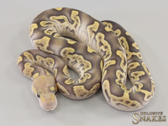 GHI Mojave Desert Ghost Clown Het Hypo Ball Python by Xclusive Snakes
