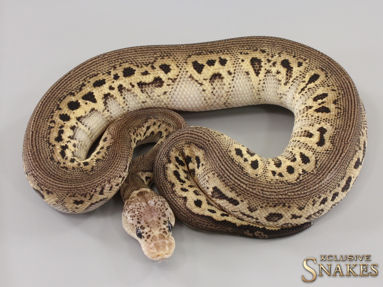 Black Pewter Clown Ball Python by Xclusive Snakes - MorphMarket