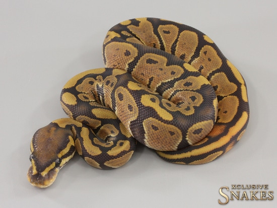 Hypo Het Piebald Ball Python by Xclusive Snakes