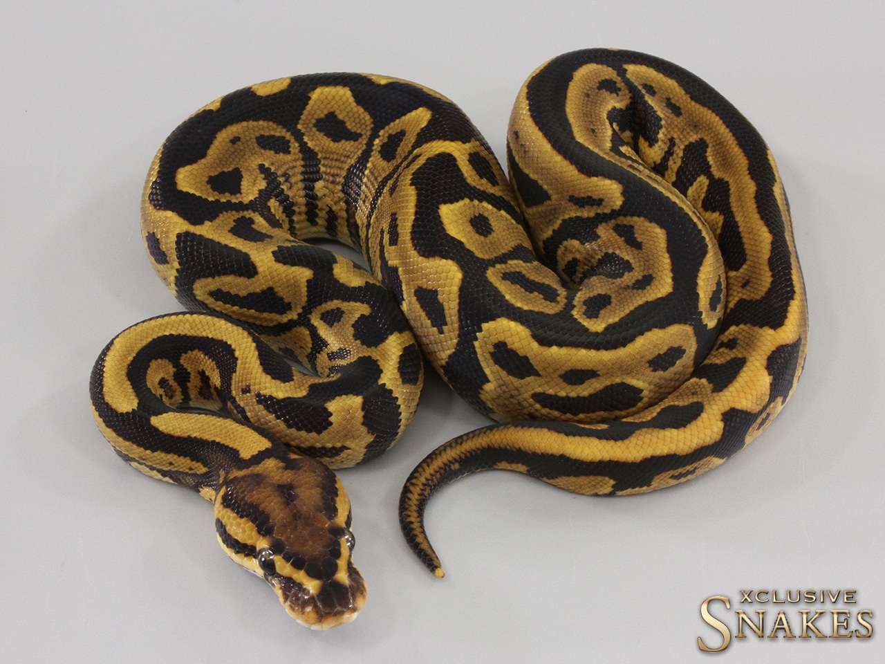 Leopard Vanilla Double Het Hypo Clown Ball Python by Xclusive Snakes - MorphMarket