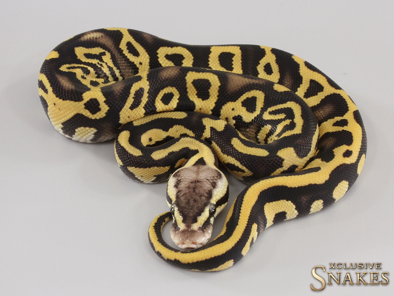 Pastel Mystic Leopard Double Het Hypo Clown 50% Het Desert Ghost Ball ...