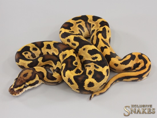 Fire Orange Dream Leopard Het Clown Ball Python by Xclusive Snakes