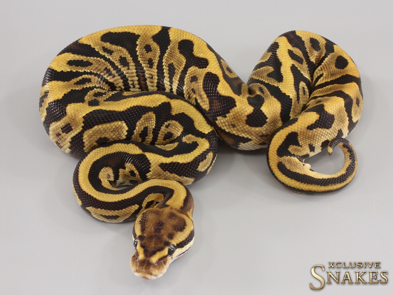 Cypress Fire Leopard Het Clown Ball Python by Xclusive Snakes - MorphMarket