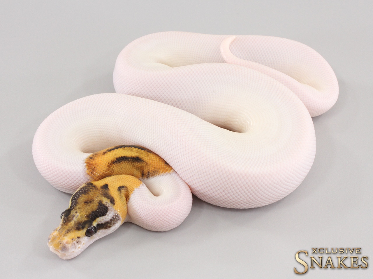 Special Desert Ghost Piebald Ball Python by Xclusive Snakes - MorphMarket