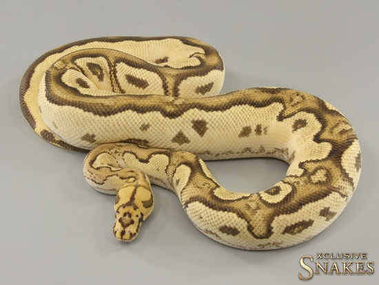 Fire Orange Dream Yellow Belly Clown Het Piebald Ball Python by ...