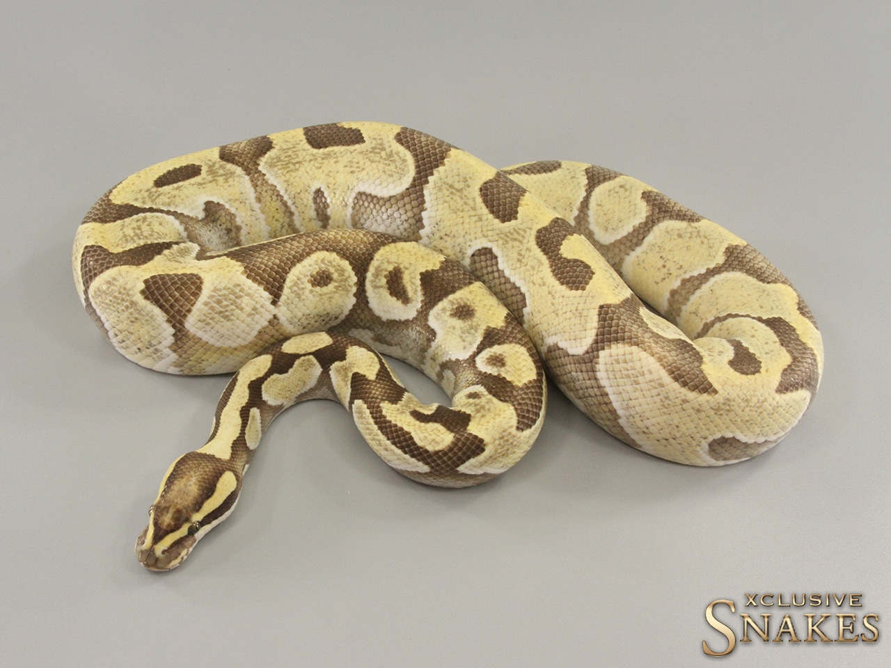 Het Red Axanthic Enchi Desert Ghost Ball Python by Xclusive Snakes ...
