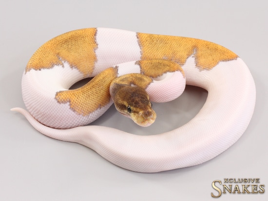 Copper Mojave Orange Dream Piebald Ball Python by Xclusive Snakes