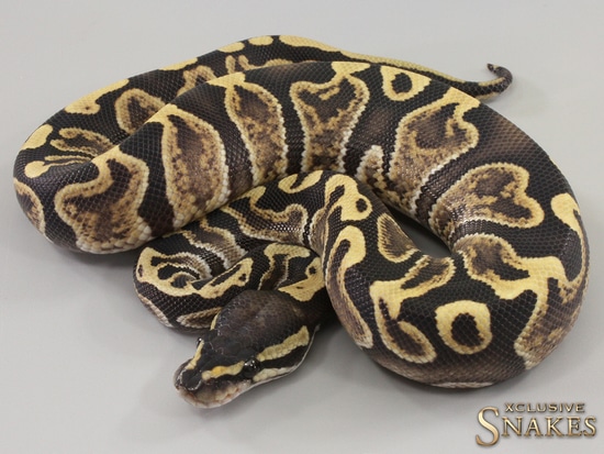 GHI Desert Ghost Het Piebald Ball Python by Xclusive Snakes