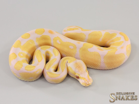 Candy Het Piebald Ball Python by Xclusive Snakes