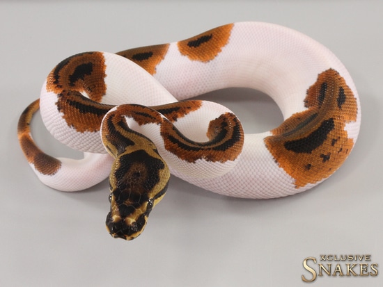 Confusion Yellow Belly Piebald Ball Python by Xclusive Snakes