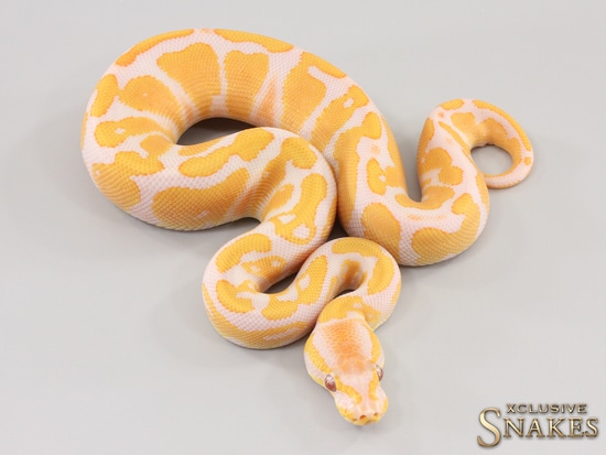 Lavender Het Piebald Ball Python by Xclusive Snakes