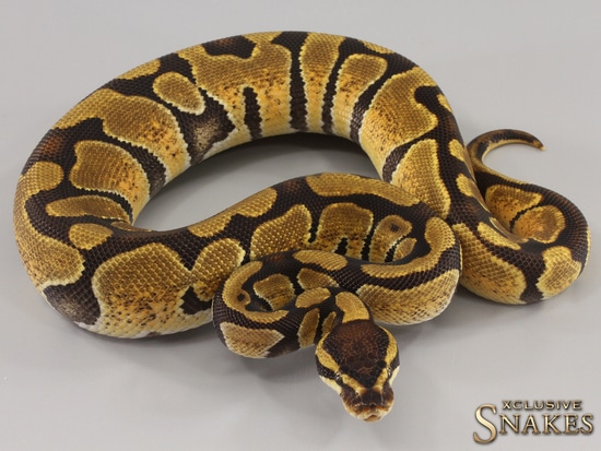 Enchi NR Mandarin Het Hypo Ball Python by Xclusive Snakes