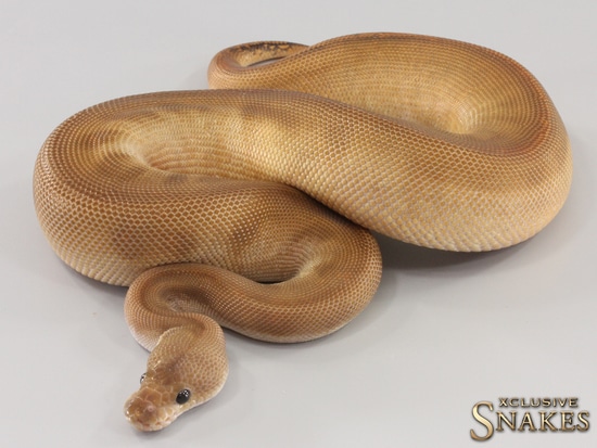 Black Pastel Copper Wookie Special Pos Gravel Het Clown Ball Python by ...