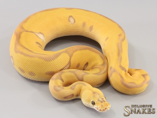 Enchi Pastel Leopard Ultramel Clown Ball Python by Xclusive Snakes