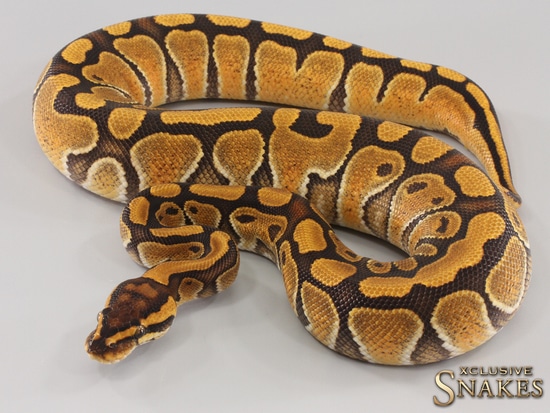 Super Mandarin Enchi Special 50% Het Hypo Ball Python by Xclusive Snakes