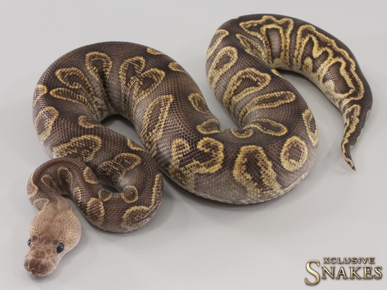 Super GHI Chocolate Clown Ball Python by Xclusive Snakes