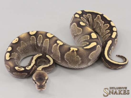 Copper GHI Pos Special Desert Ghost Het Piebald Ball Python by Xclusive ...