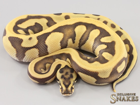 Enchi Leopard Xcalibur Desert Ghost Double Het Clown Piebald Ball ...