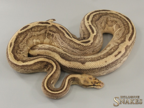 Super Gravel Leopard Ball Python by Xclusive Snakes