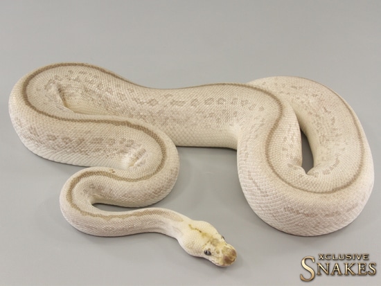 Pastel Bamboo GHI Leopard Clown Ball Python by Xclusive Snakes