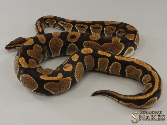 NR Mandarin Ball Python by Xclusive Snakes