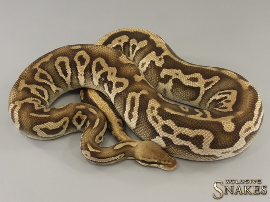 Pastel Mojave Leopard Double Het Ultramel Clown Ball Python by Xclusive ...
