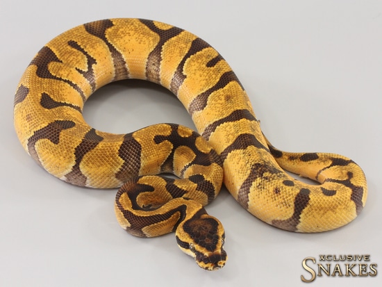 Super Enchi NR Mandarin Ball Python by Xclusive Snakes