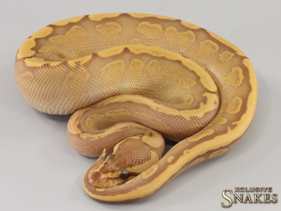 Super Red Stripe Ultramel Ball Python by Xclusive Snakes
