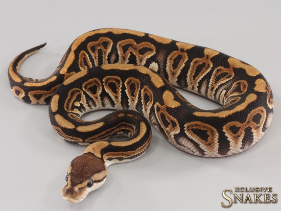 Black Pastel Crypton Het Desert Ghost Ball Python by Xclusive Snakes